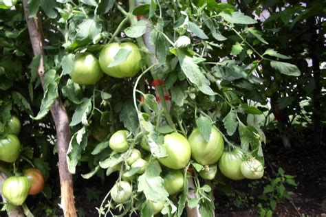 Томат Алсу: описание сорта, ОТЗЫВЫ (43), фото | tomatland.ru