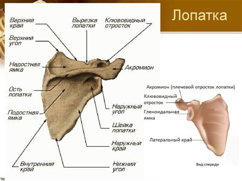 Опорно-двигательная система. Кости туловища - презентация онлайн