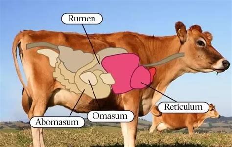 18 Animals With Multiple Stomachs - Animal Corner