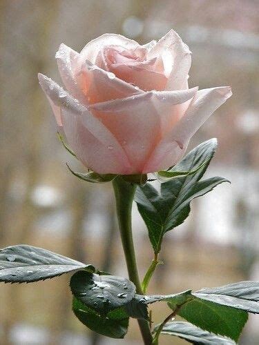 Pin by Astrid Tapia on Roses | Beautiful rose flowers, Beautiful roses ...