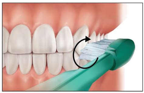 Names Of Brushing Techniques at Thomas Tso blog