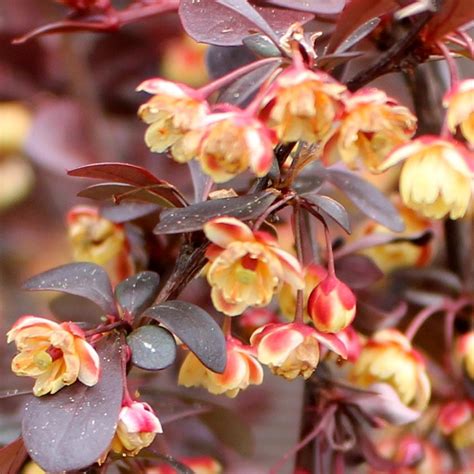 Барбарис Дартс Ред Леди купить в питомнике с доставкой в сад